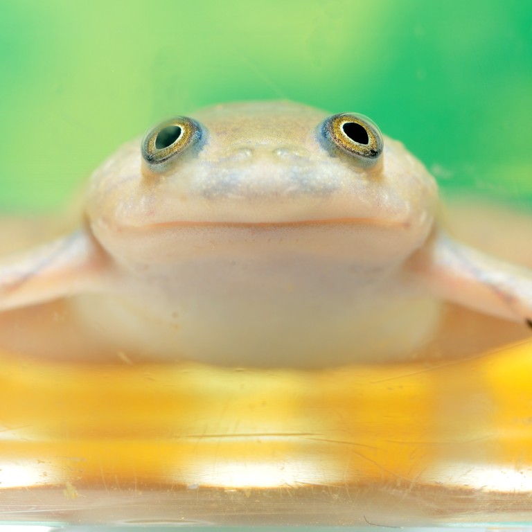 Scientists are now able to regrow frog legs. Will it pave the way for ...