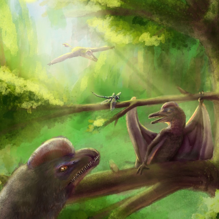 Prehistoric owls: New study theorises that a pterosaur species vomited ...