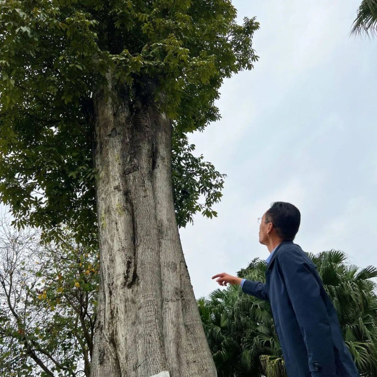 China has brought an endangered 300-year-old beaked walnut tree back to ...