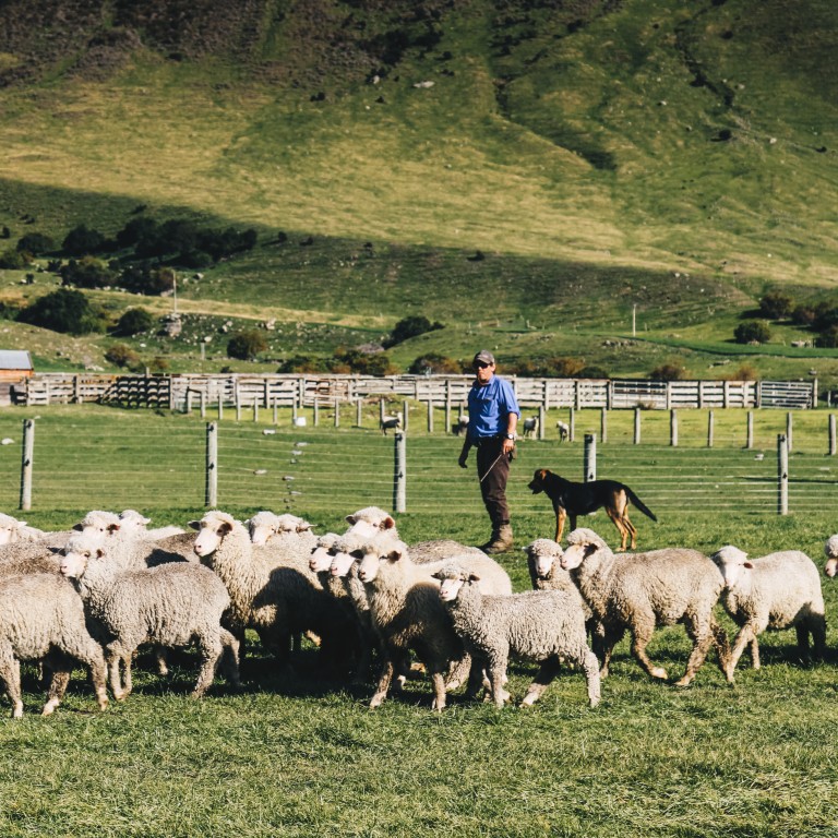 New Zealand plans to charge farmers for sheep and cow burps to curb ...