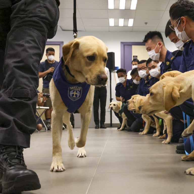 8 Labrador puppies bred to detect drugs, explosives under programme ...