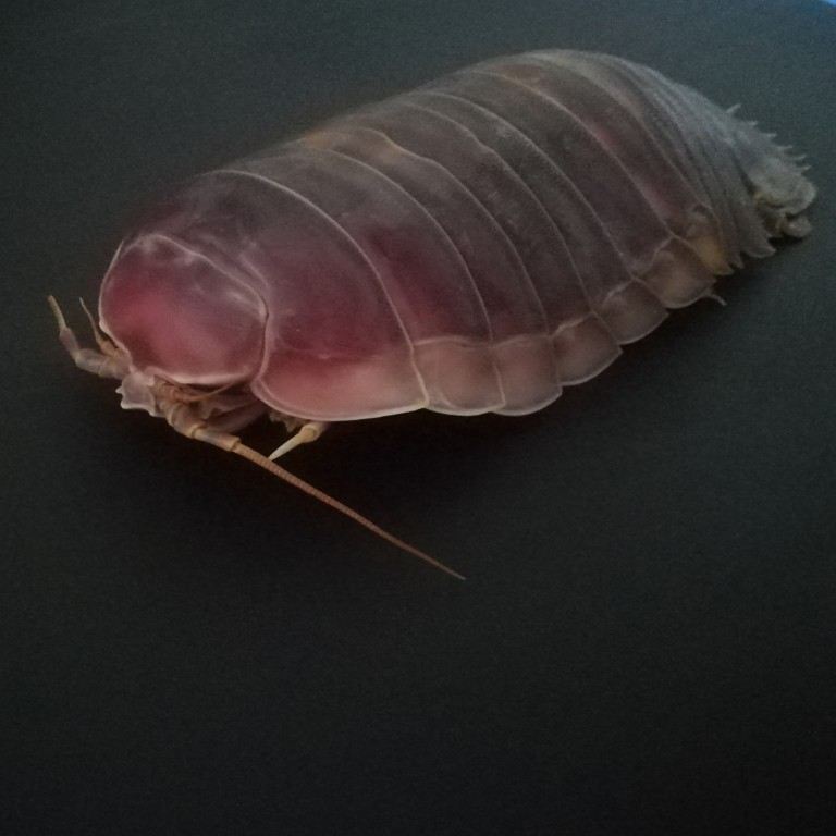 ‘Giant genes’ shed light on how ‘alien’ crustacean has adapted to the ...