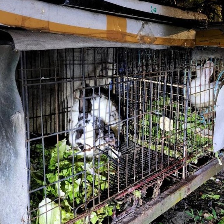 Hong Kong man, 66, arrested for alleged cruelty to 6 rabbits | South ...