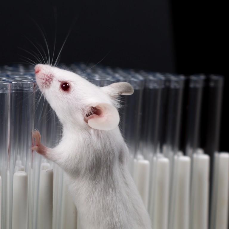 Sound can numb pain in mice, paving way for alternative treatment ...