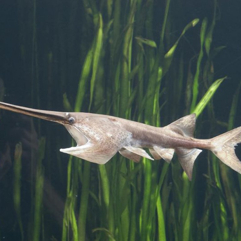 Chinese paddlefish and Yangtze sturgeon declared extinct despite ...
