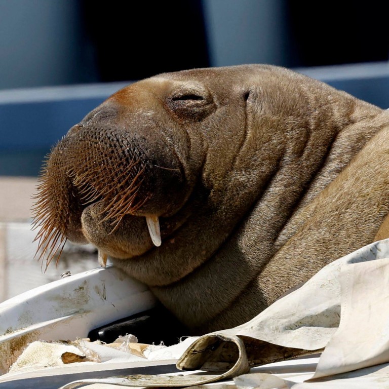 Meet Freya, the 600kg walrus sinking boats and capturing hearts in ...