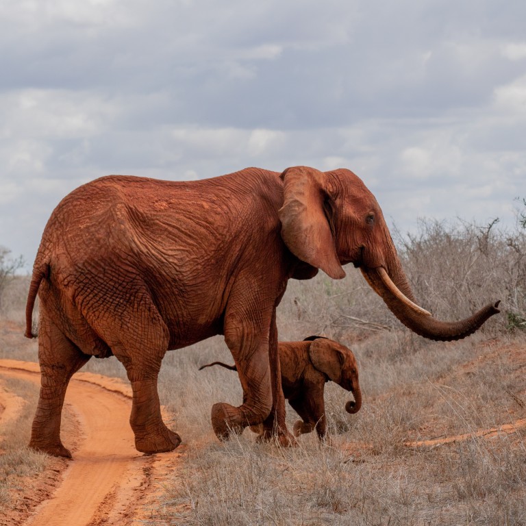 Opinion | Jaguars in Brazil, elephants in Kenya – BBC Earth’s Changing ...