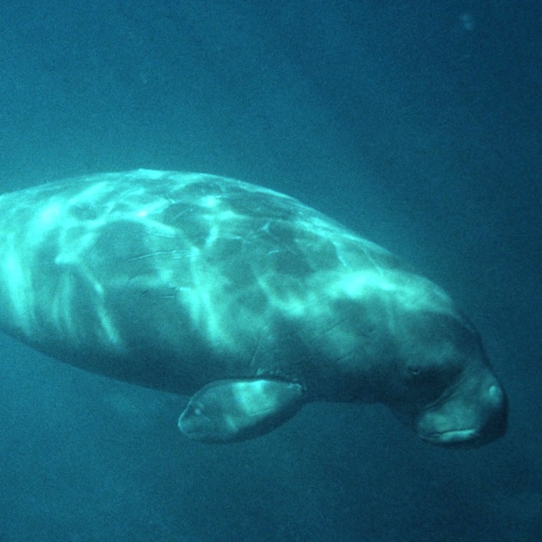 Dugongs, once mistaken for mermaids, declared functionally extinct in ...