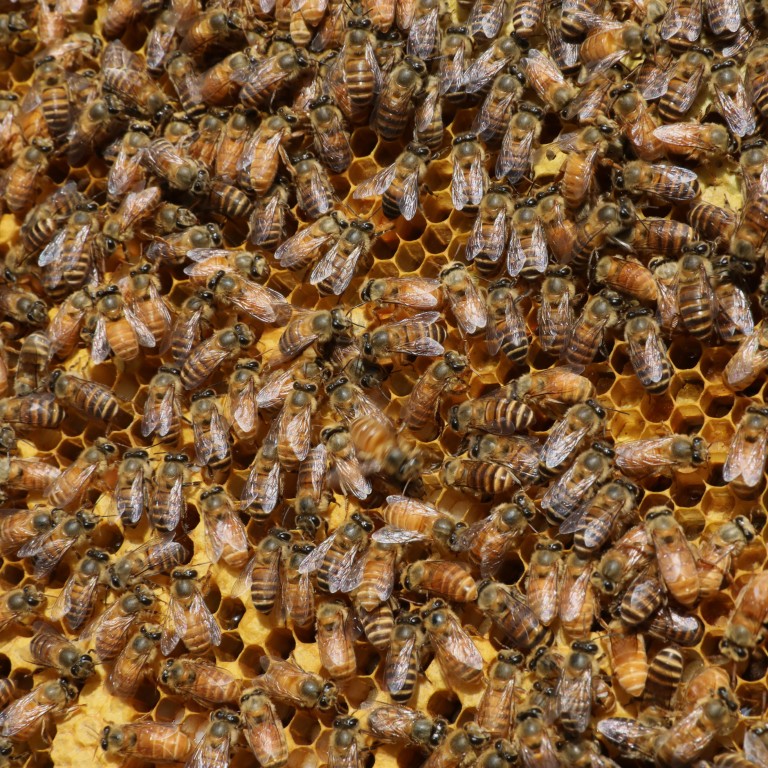 US man wakes from coma after being stung by bees 20,000 times | South ...