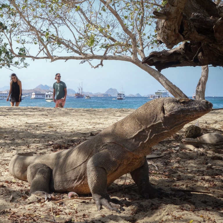 How Indonesia’s Komodo dragons found themselves at the centre of a ...