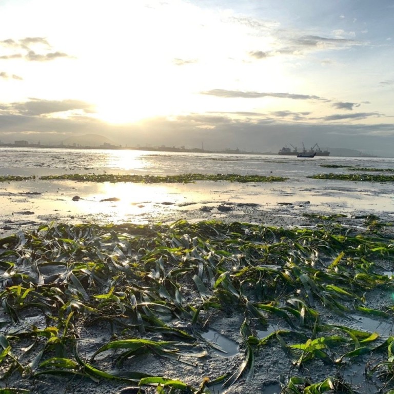 Seagrass, not seaweed: Malaysia’s marine science group leads charge in ...