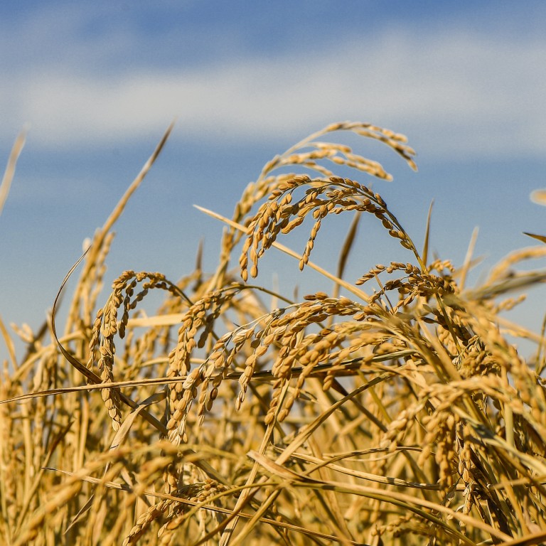 China urges farmers to consider new variety of perennial rice | South ...