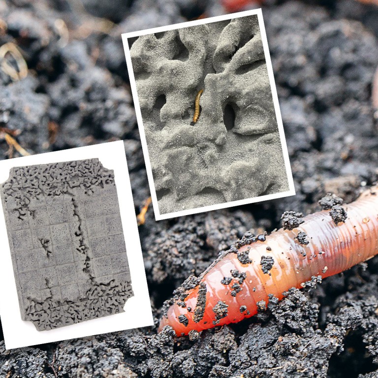 Superworms with planet-saving, plastic munching power to threaten much ...