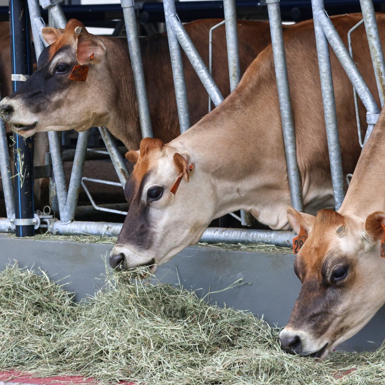 University opens farm to train veterinary students giving Hong Kong ...