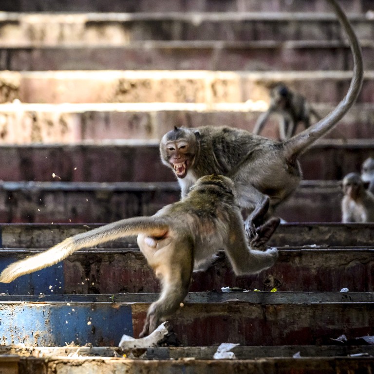 Cambodia wildlife official faces 145 years in jail for smuggling long ...