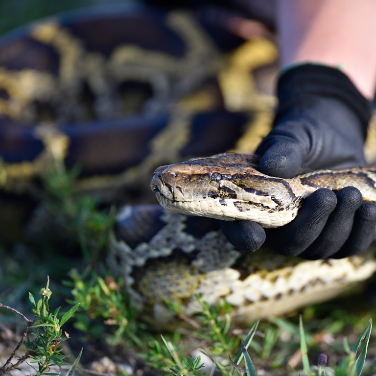 Australian boy survives after being bitten and dragged into pool by ...