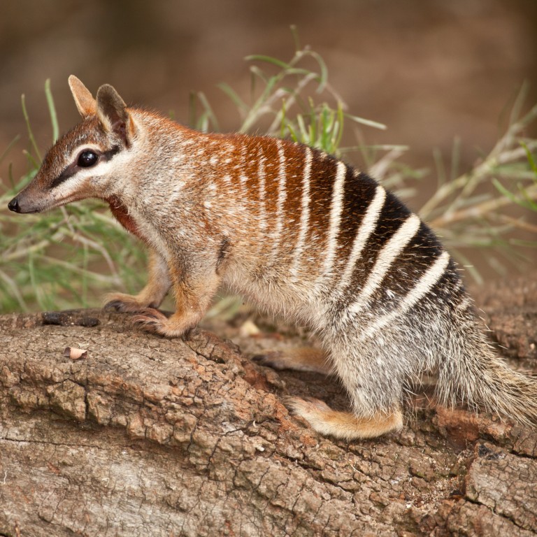 Endangered Australian native animals and plants given protection in new ...