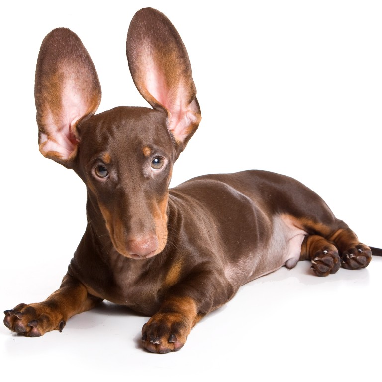 Sausage dogs may have been made to fight bears in ancient Rome’s ...