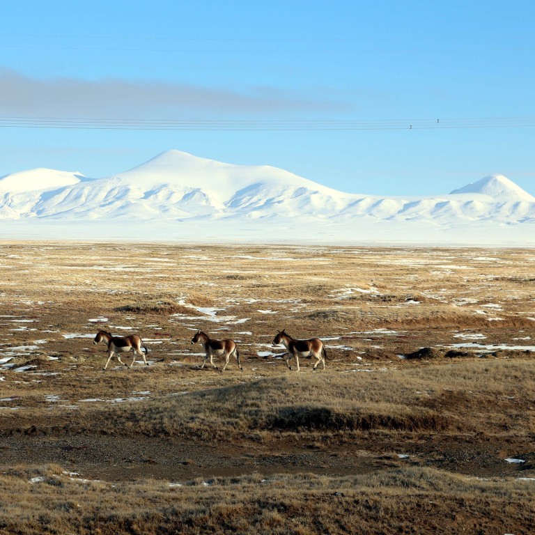 Rise of Tibetan Plateau, climate change shaped evolution of Asian ...