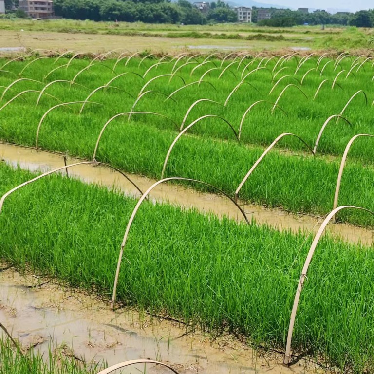 Why small Chinese farmers are warming to this new variety of rice ...