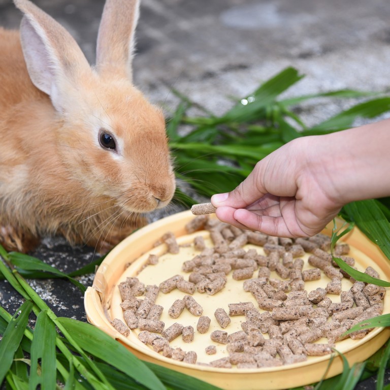 Hong Kong rabbits face health risks from feed that fails to meet ...