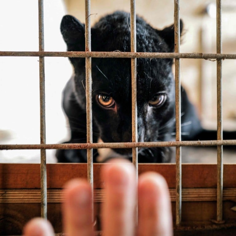 Domesticated Panther