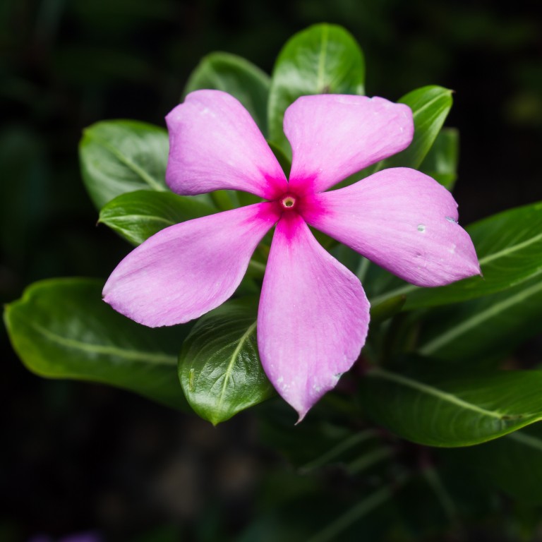 Chinese scientists hope to turn yeast cells into cancer drug factories ...