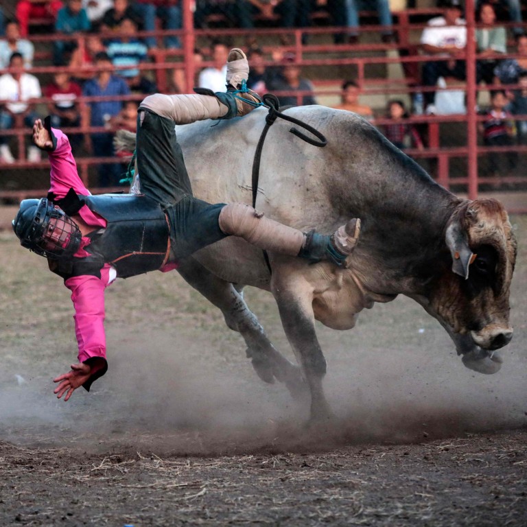 Rodeo Bull Bucking