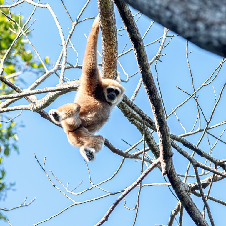 Monkey miracle: Japan zoo unravels mystery of unexpected ape’s ‘virgin ...