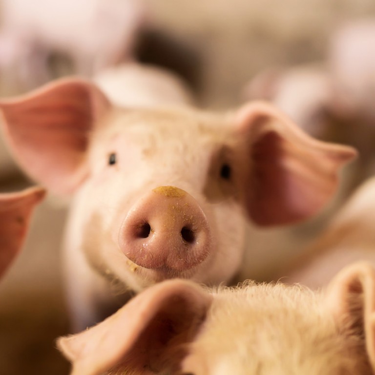 100 pigs at Hong Kong farm culled after 32 cases of African swine fever ...