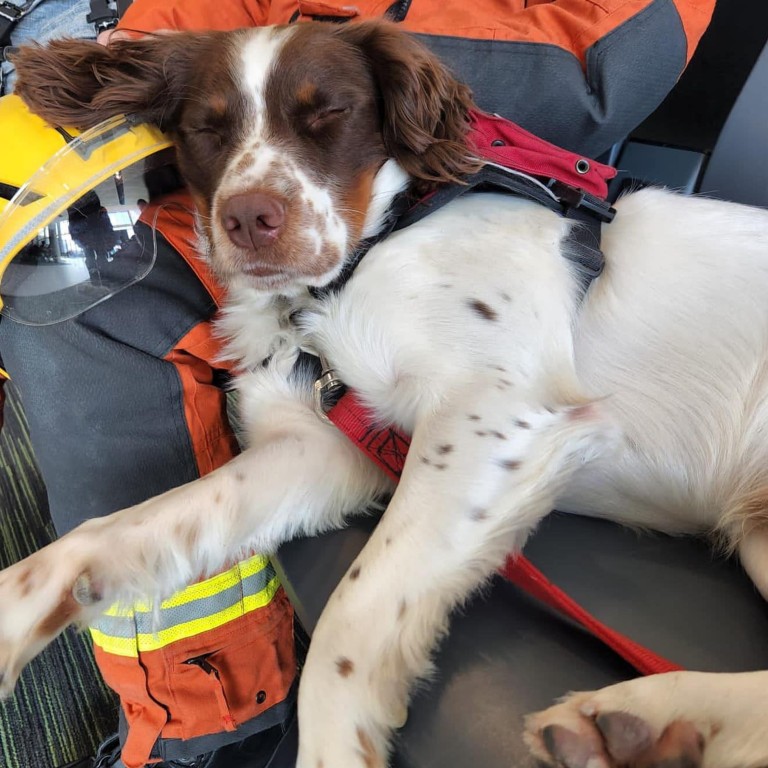 Turkey-Syria quake: Hong Kong rescue dogs brave tough conditions to ...
