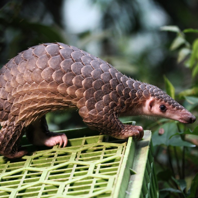 Vietnam jails pangolin and rhino parts smuggler for 13 years | South ...