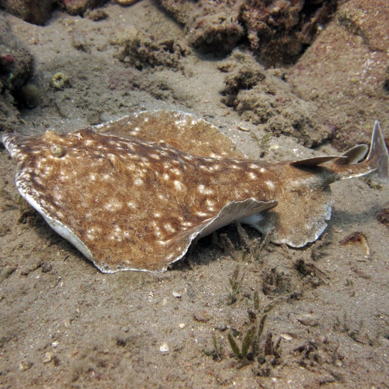 Electric sea creature sparks China’s nanogenerator innovation | South ...