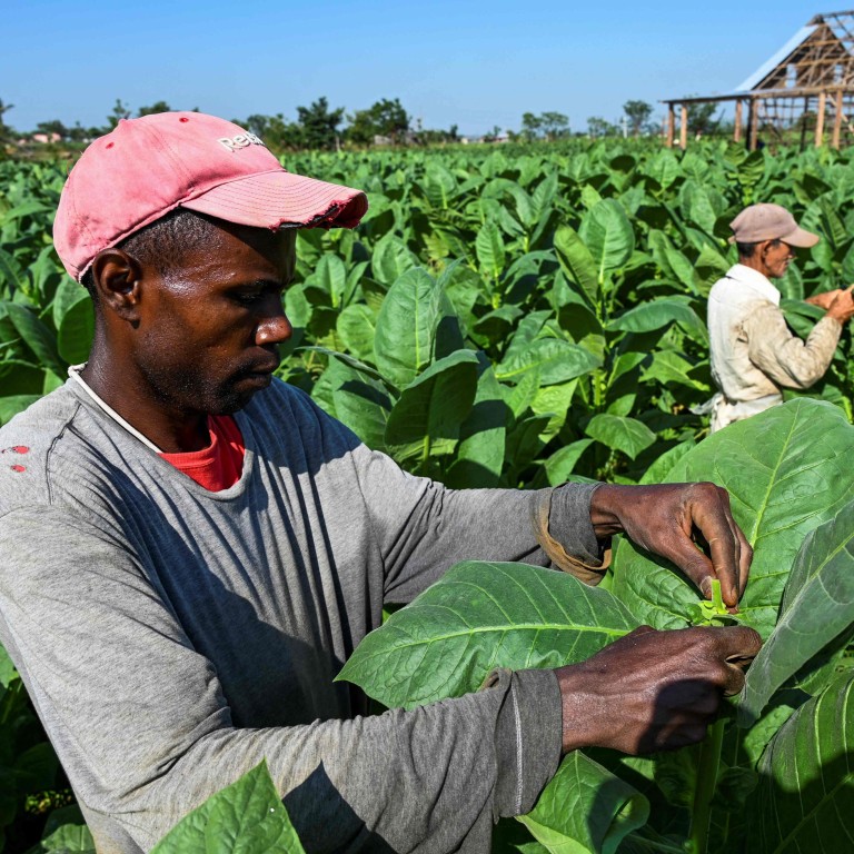 Walloped by Hurricane Ian, Cuba’s tobacco sector struggles to its feet ...