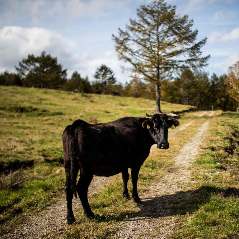 Japan researchers working to reduce climate impact of cow burps | South ...