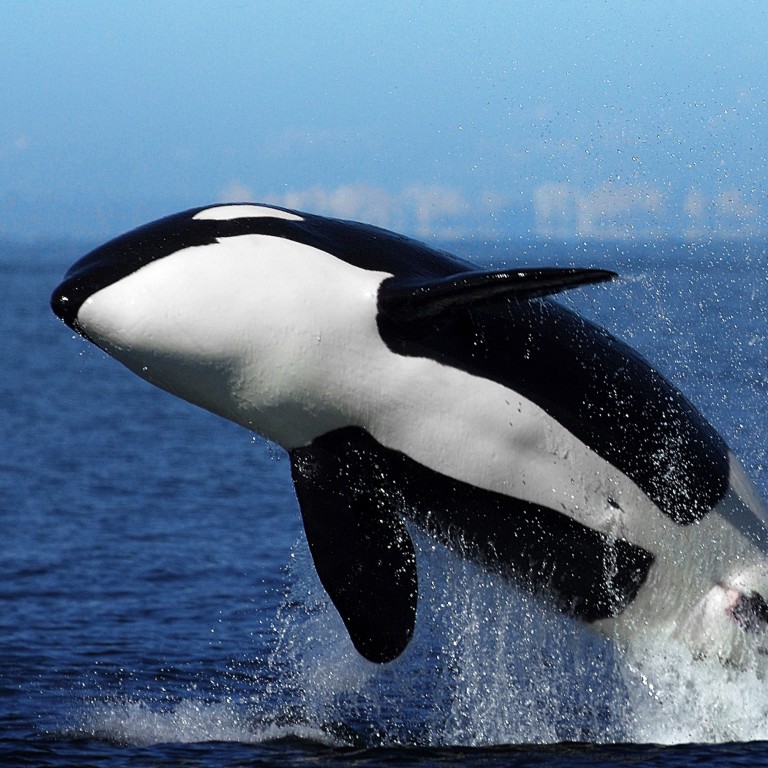 Orcas shock South African scientists with unusual cold-blooded killing ...