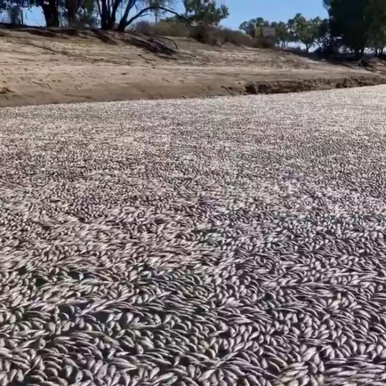 ‘It’s horrific’: millions of dead fish clog Australia’s Darling River ...