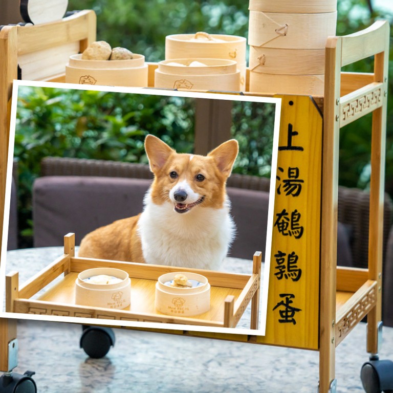 Doggy dim sum cart: Hong Kong hotel rolls out canine catering red ...