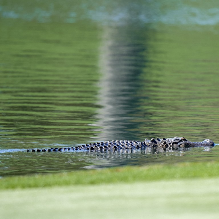Body of missing Florida toddler found in alligator’s jaws after search ...