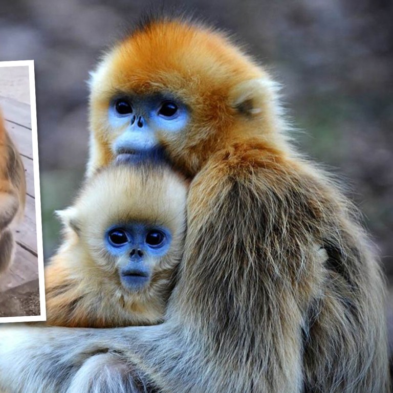 ‘Maternal love is boundless’: video of snub-nosed monkey in China ...