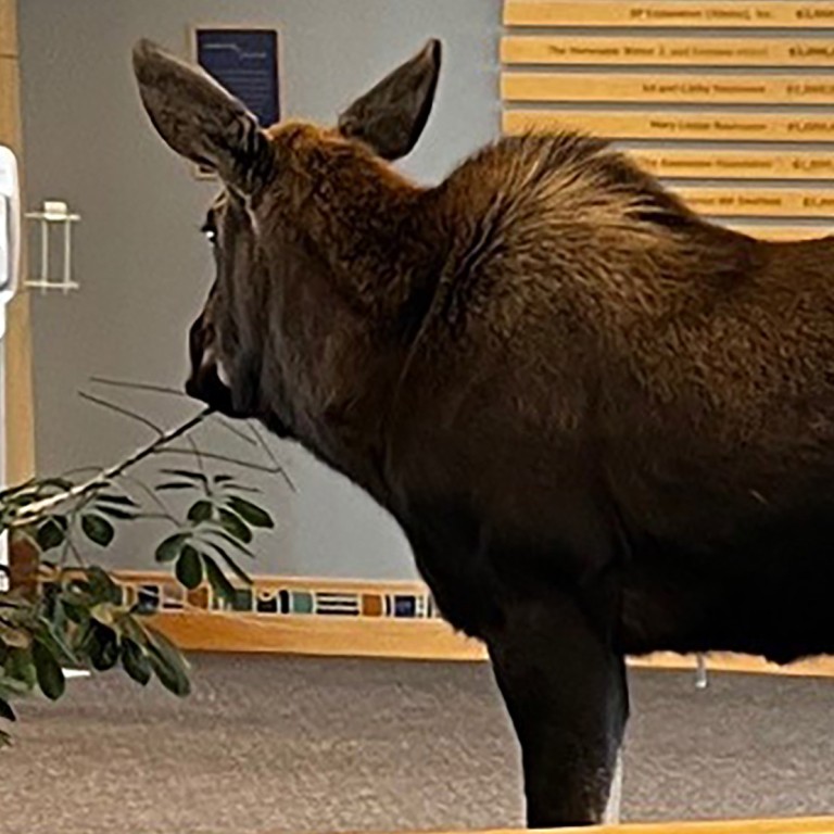 How do you get a moose out of an Alaska medical facility? Very ...