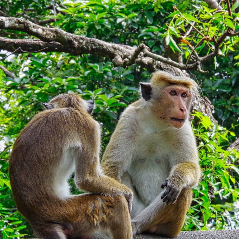 Monkey business: Cash-strapped Sri Lanka mulls sale of some 100,000 ...