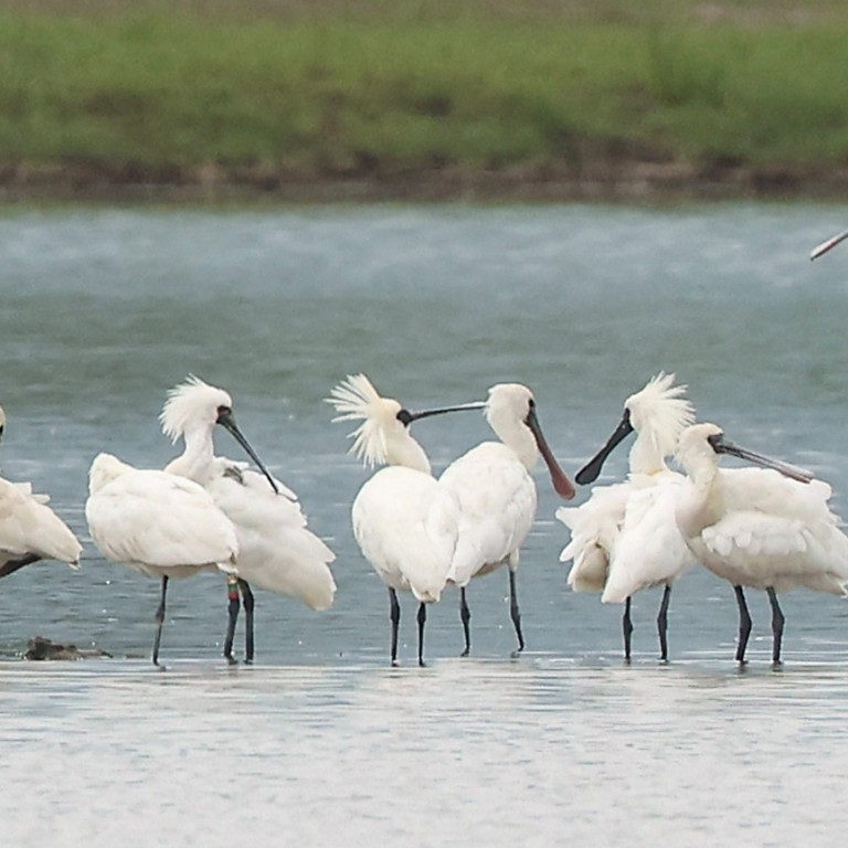 ‘Alarming’ decline in Hong Kong’s black-faced spoonbill population amid ...