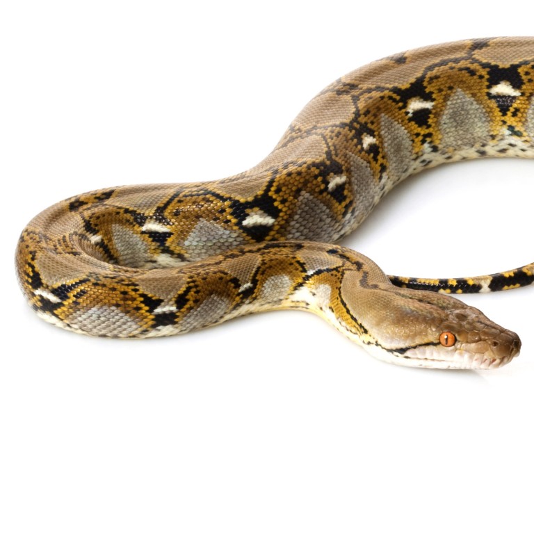 Singapore searches for men who hacked python to death with cleaver at ...