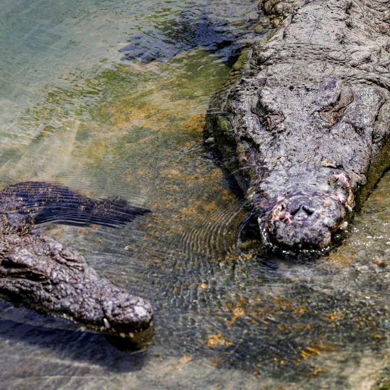 A man in Australia shooed away a crocodile to fish. Then 2 of them ate ...