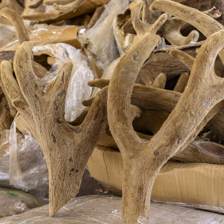 Hong Kong seizes 1.6 tonnes of antlers worth HK$20 million bound for ...