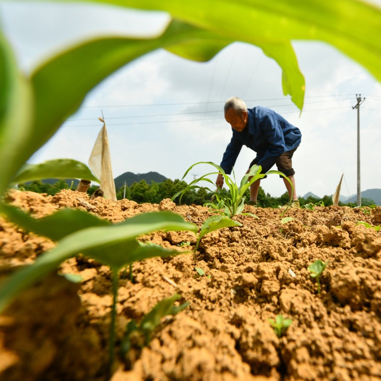 Opinion | Authorities must keep up the fight against counterfeit seeds ...