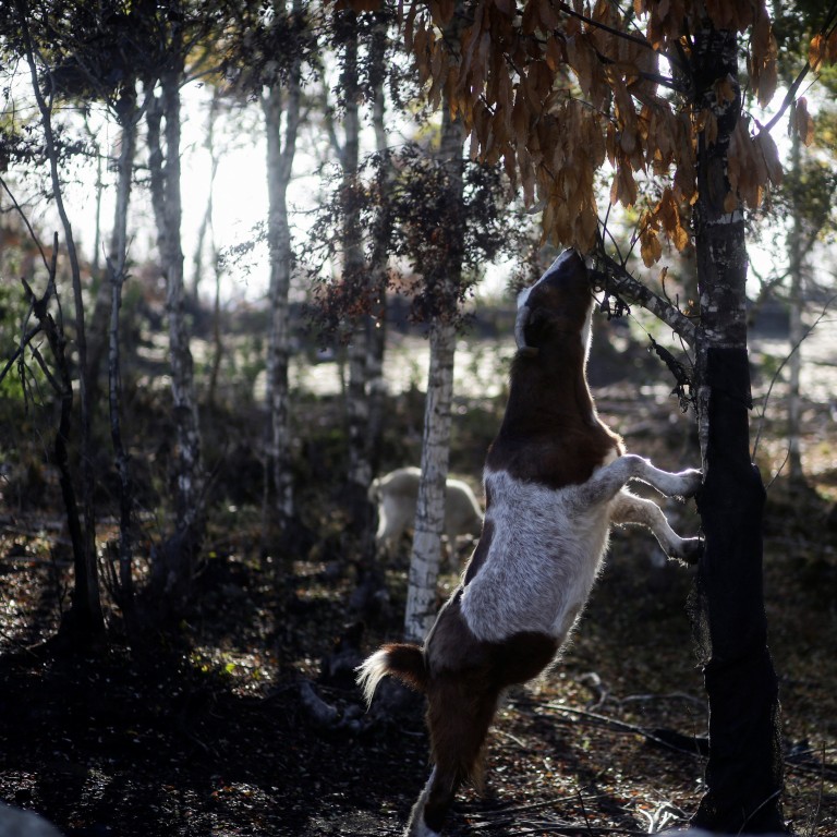 Firefighting goats protect a forest from deadly blazes in Chile | South ...
