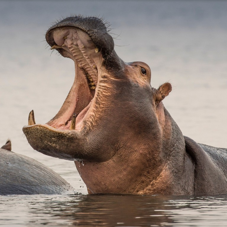 Baby dead, 23 people missing after hippo hits boat in Malawi | South ...