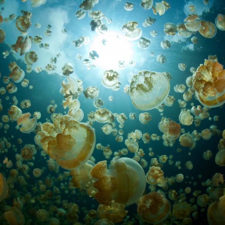 How the humble jellyfish is helping China to supercharge agriculture ...